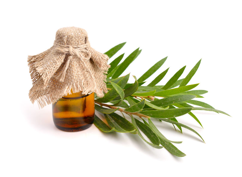 Tea Tree: The Ancient Australian Miracle Oil
