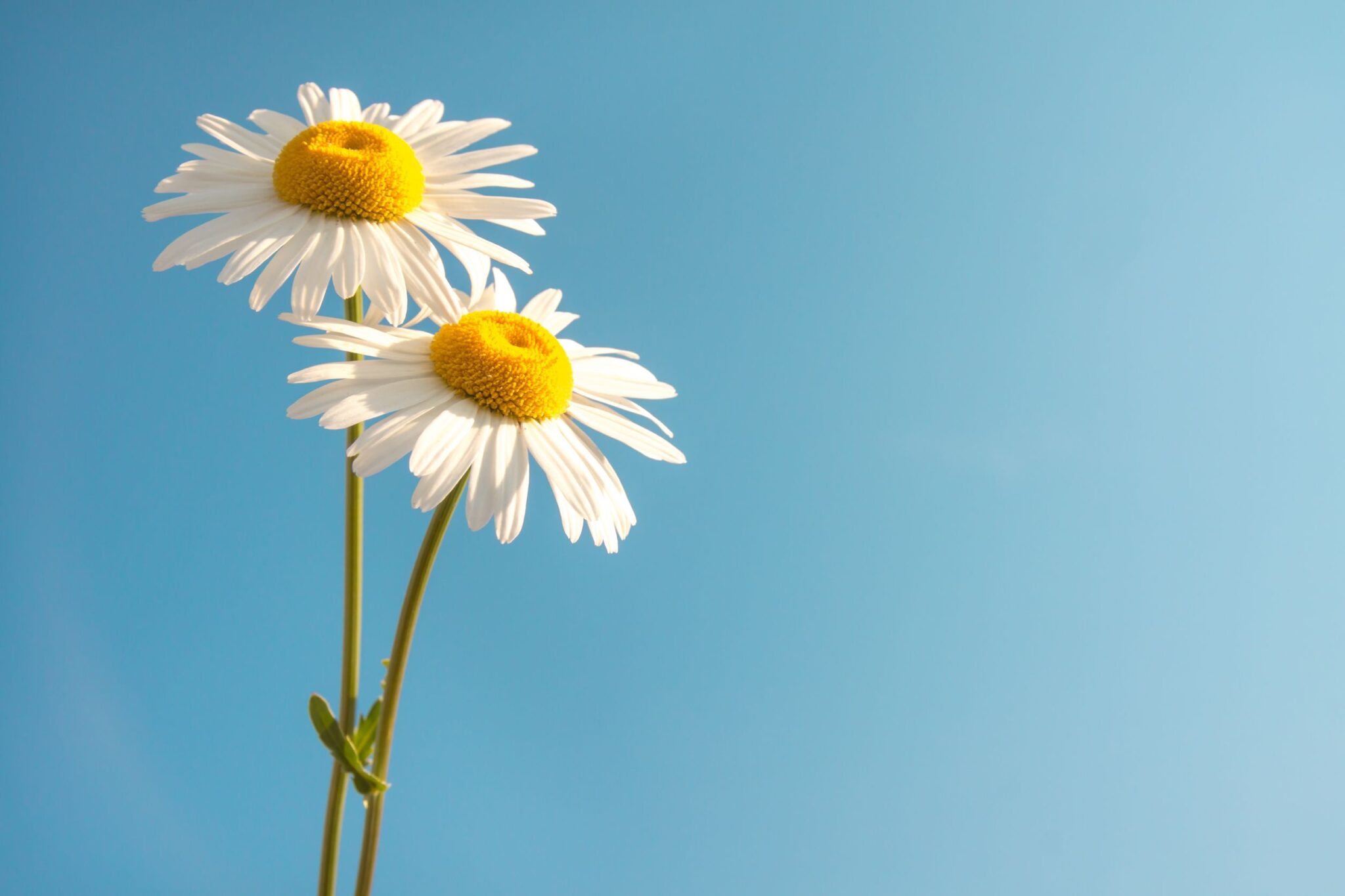 The Power of Daisy Flower Extract